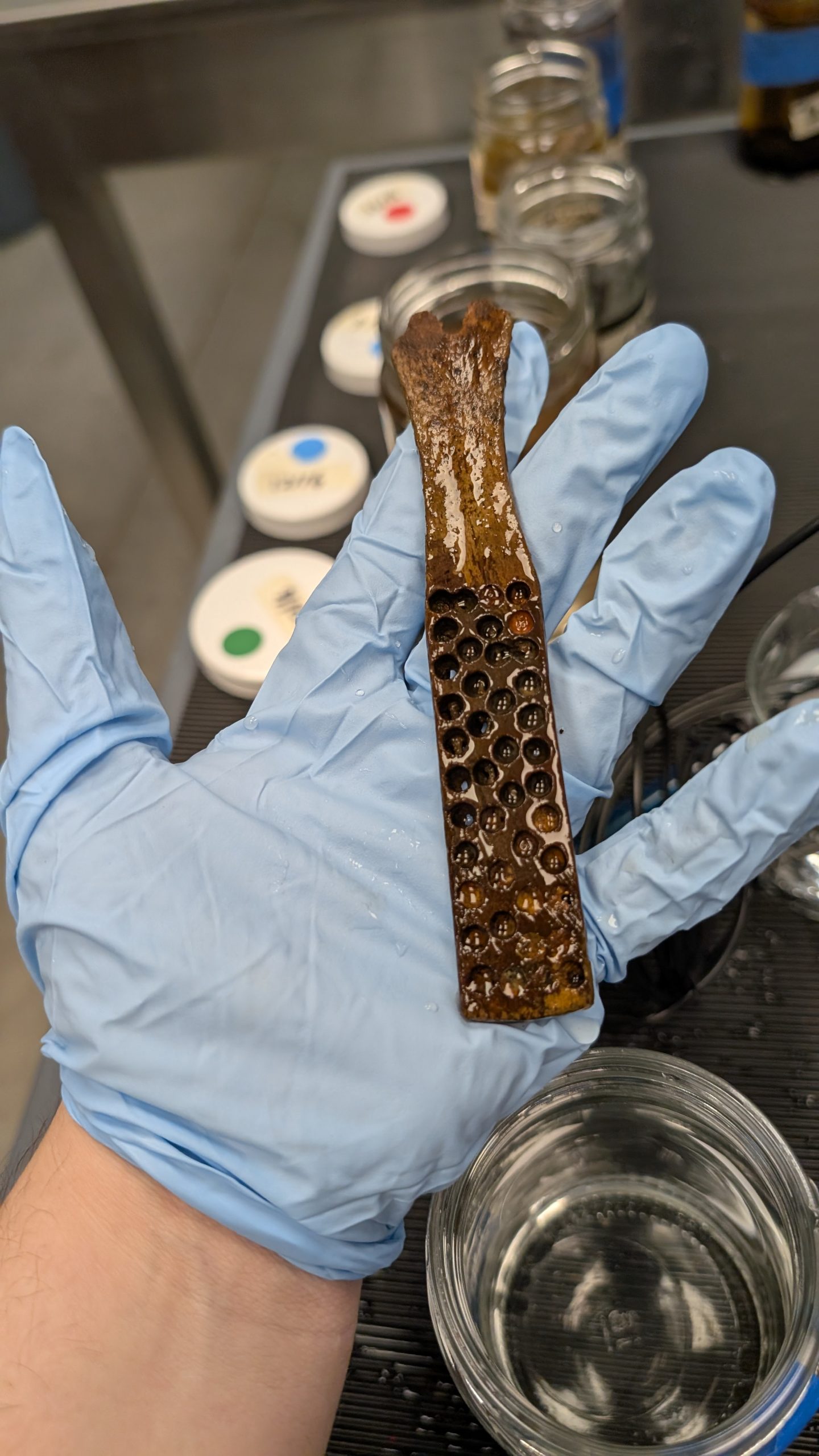 Shipwreck artifacts undergo months-long desalination process - Division ...