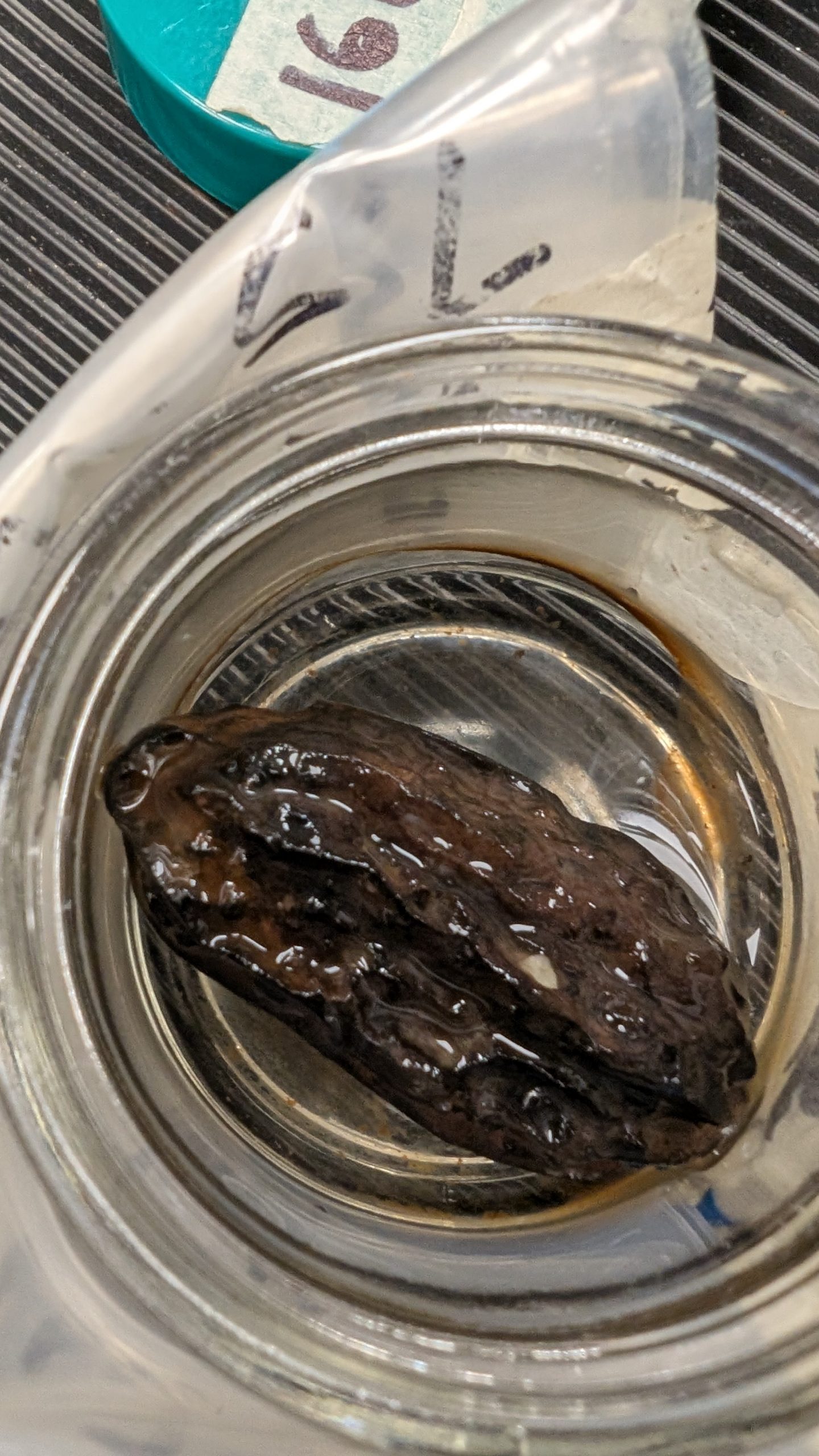 Shipwreck artifacts undergo months-long desalination process - Division ...